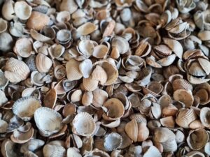 Je kruipruimte isoleren met schelpen uit de Noordzee - Huizedop